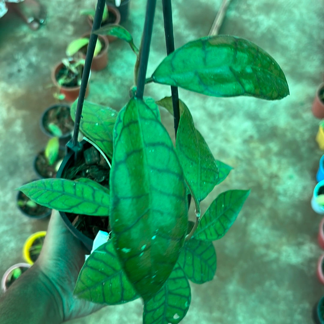 Hoya Callistophylla - Indoor Plant – GardenGlow